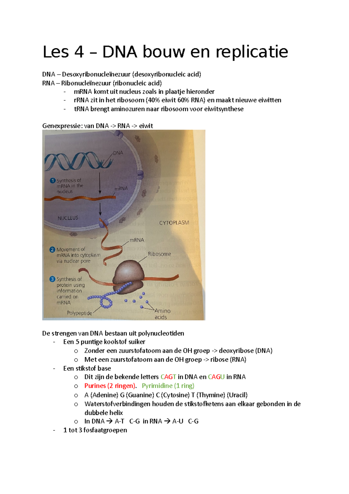Les 4 - Aantekening - Les 4 – DNA bouw en replicatie DNA ...