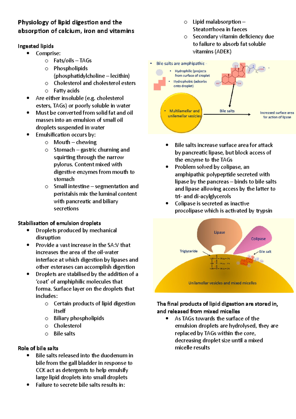 Physiology of lipid digestion and the absorption of calcium ...