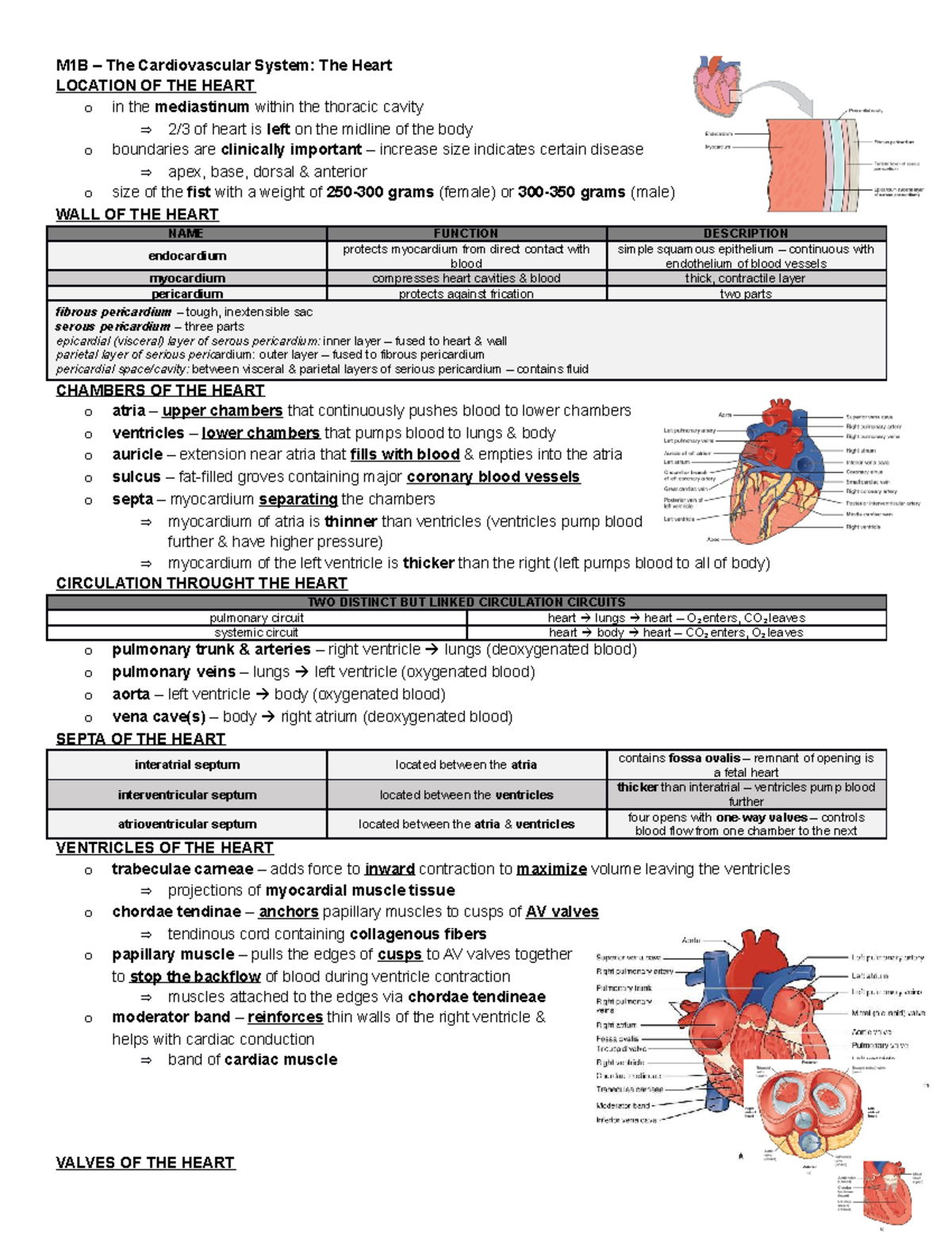 M1B - The Heart - lecture notes - M1B – The Cardiovascular System: The ...