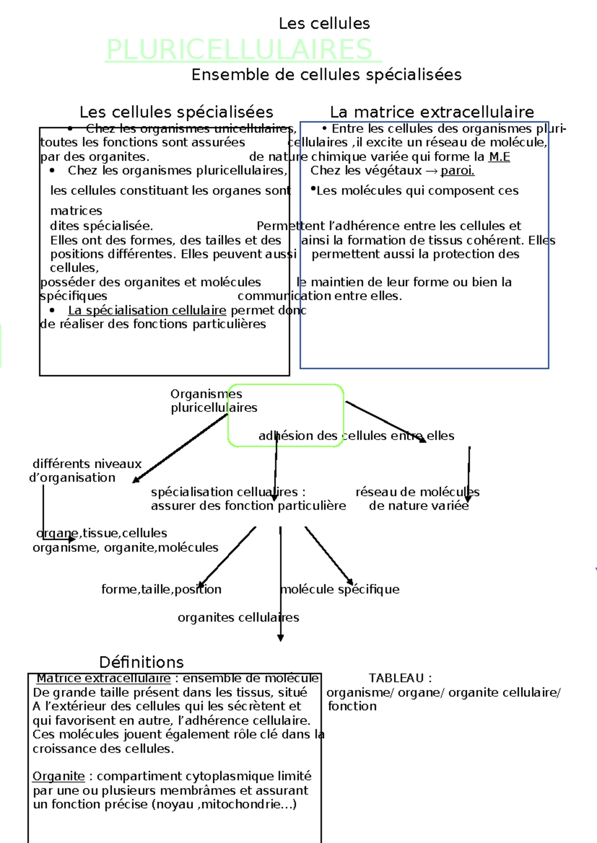 Les cellules pluricelluaire - Les cellules PLURICELLULAIRES Ensemble de ...