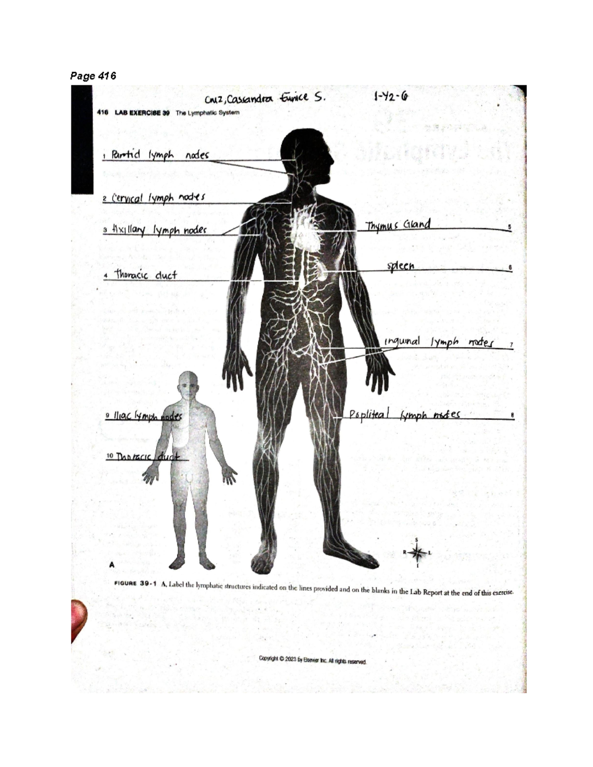 Lymphatic System Anatomy And Physiology Page Studocu
