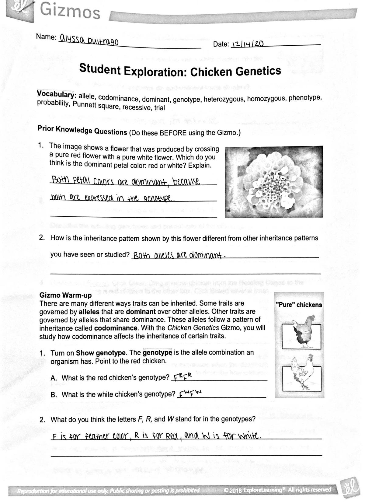 Chicken Genetics Gizmo - BSC 2011 - FIU - Studocu