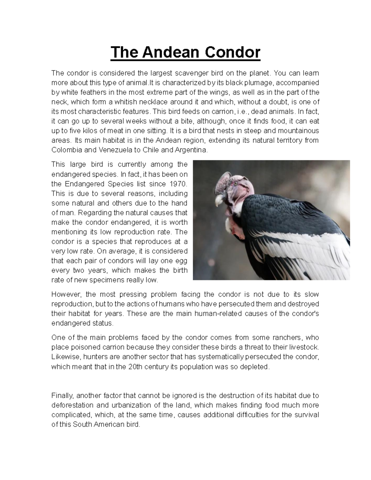 The Andean Condor - es favorable . - The Andean Condor The condor is ...
