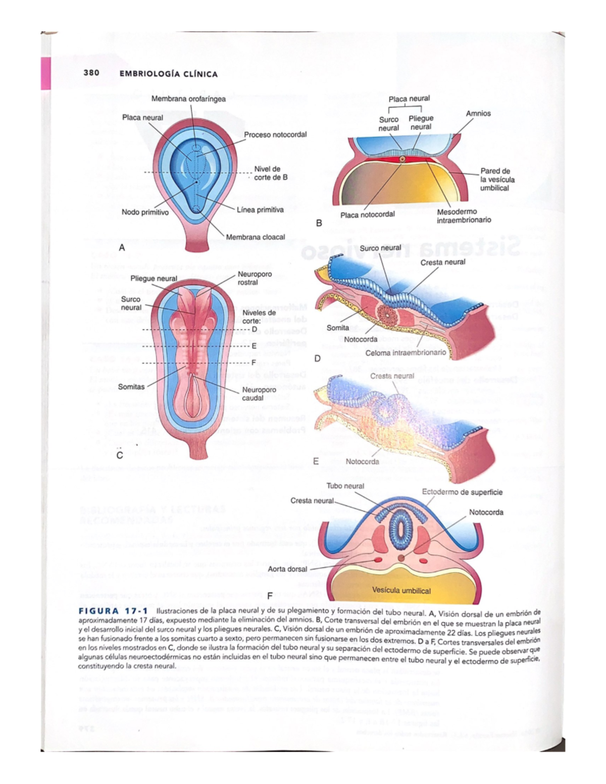 Embriología Clínica - farmacologia clinica - Studocu