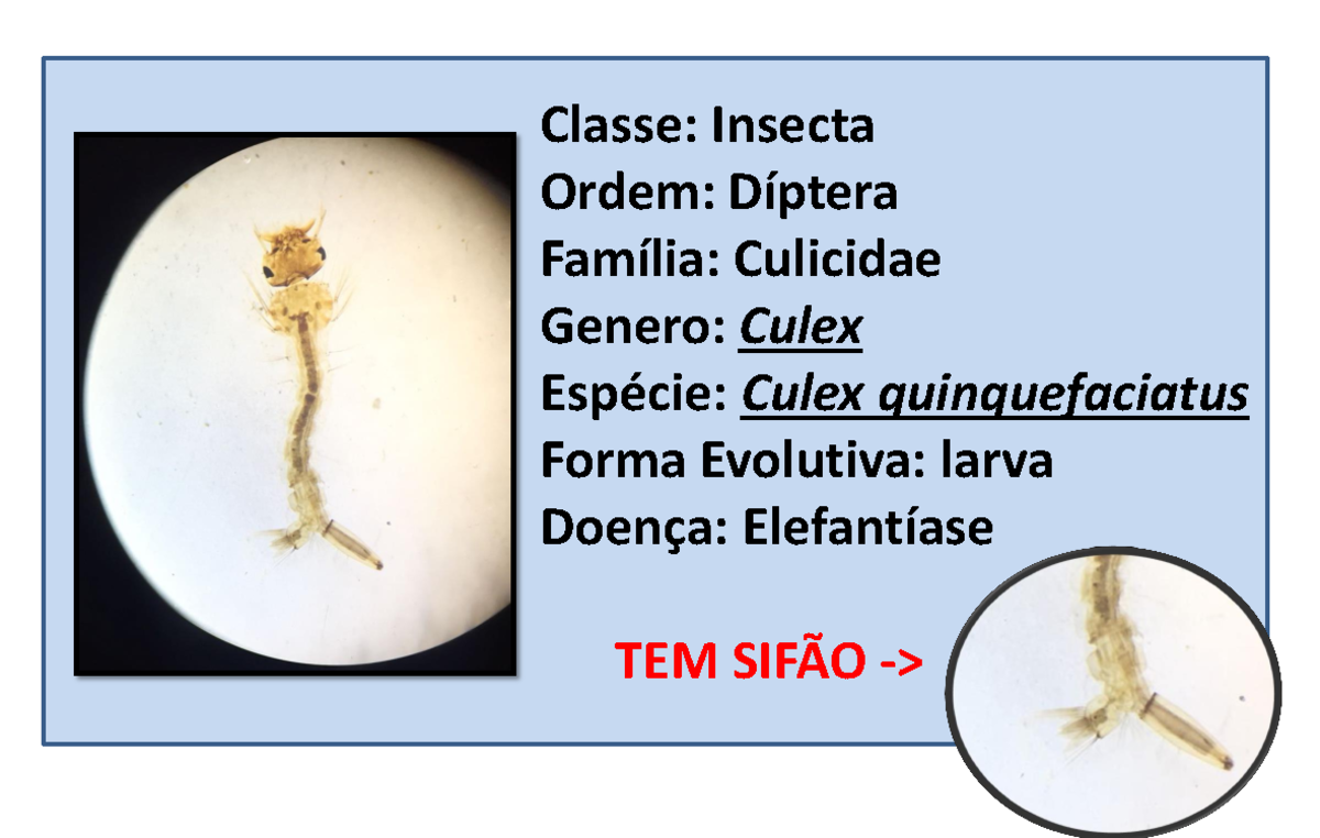 Laminas Práticas - Ordem: Díptera Família: Culicidae Genero: Culex ...