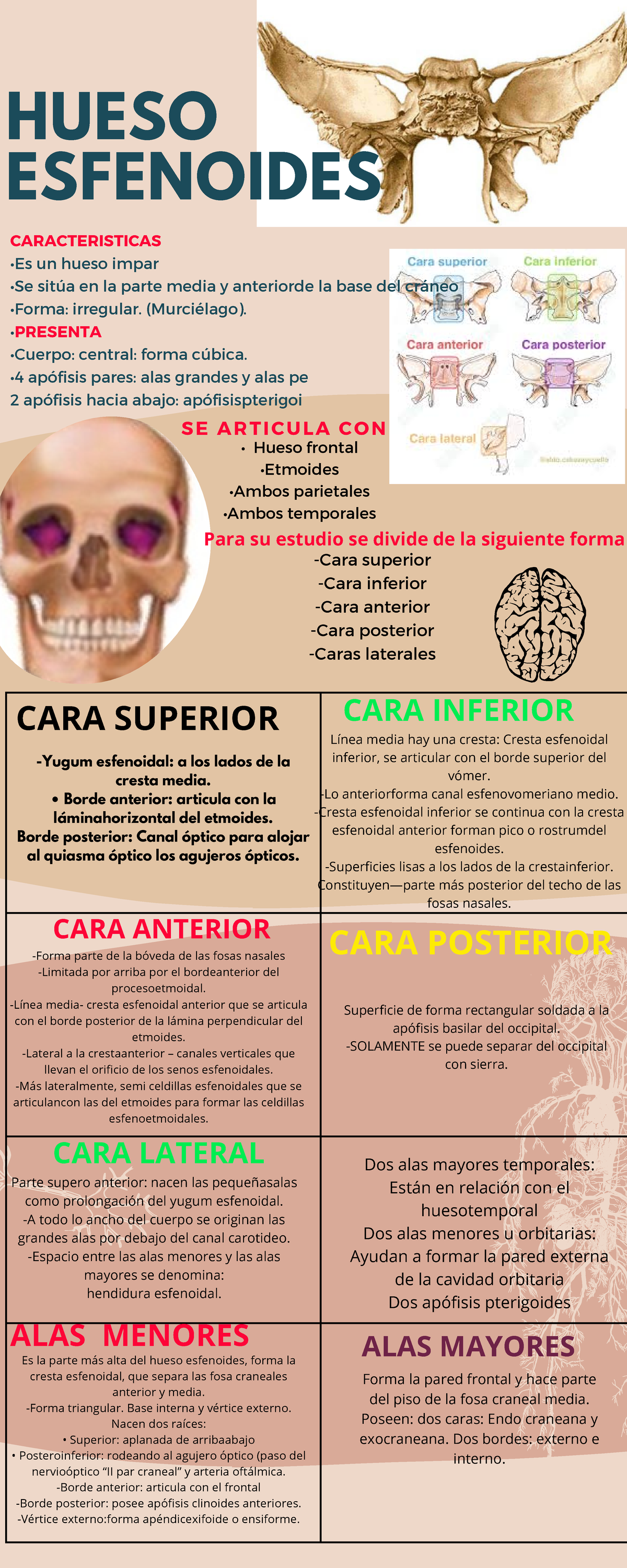 Infografia sistema nervioso anatomico azul beige -Yugum esfenoidal: a ...