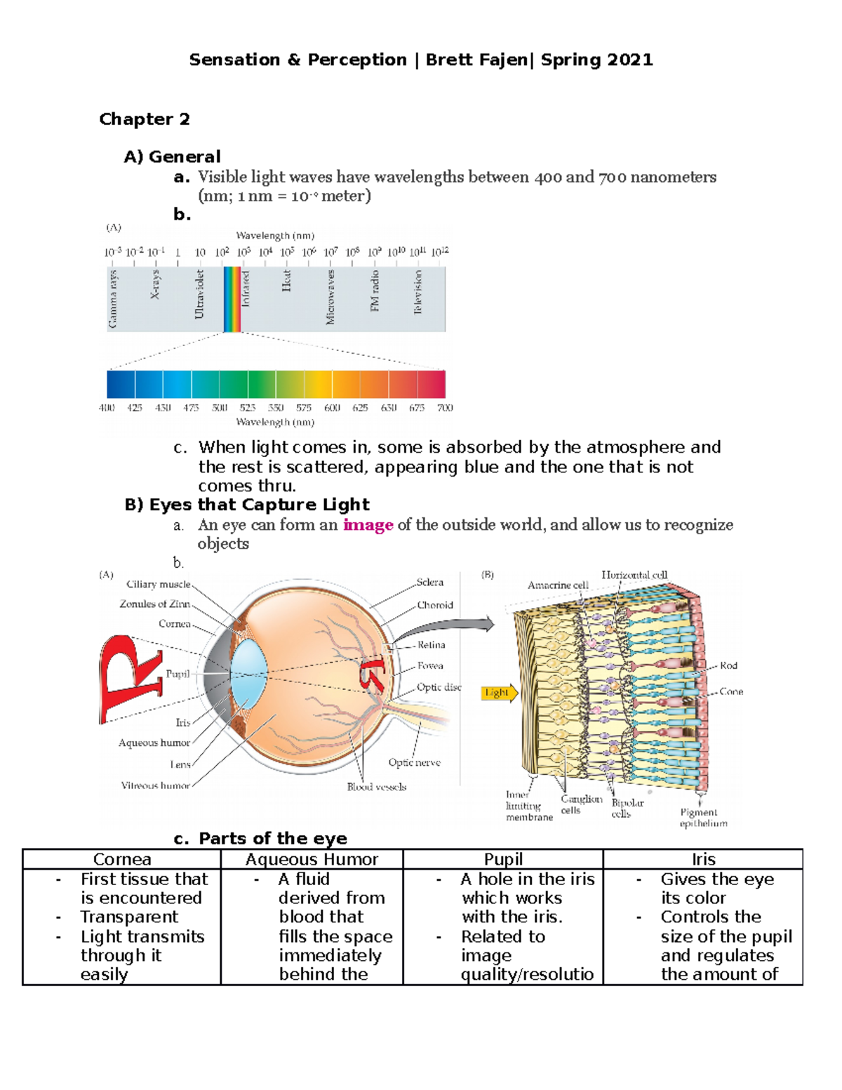 Sensation & Perception Chapter 2 Textbook Notes - Chapter 2 A) General ...