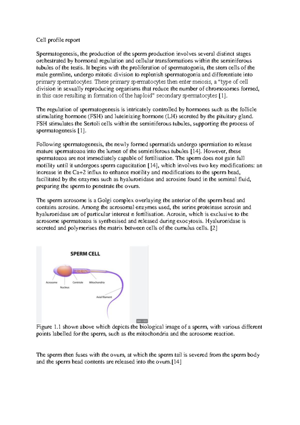 Cell profile report - Cell profile report Spermatogenesis, the ...