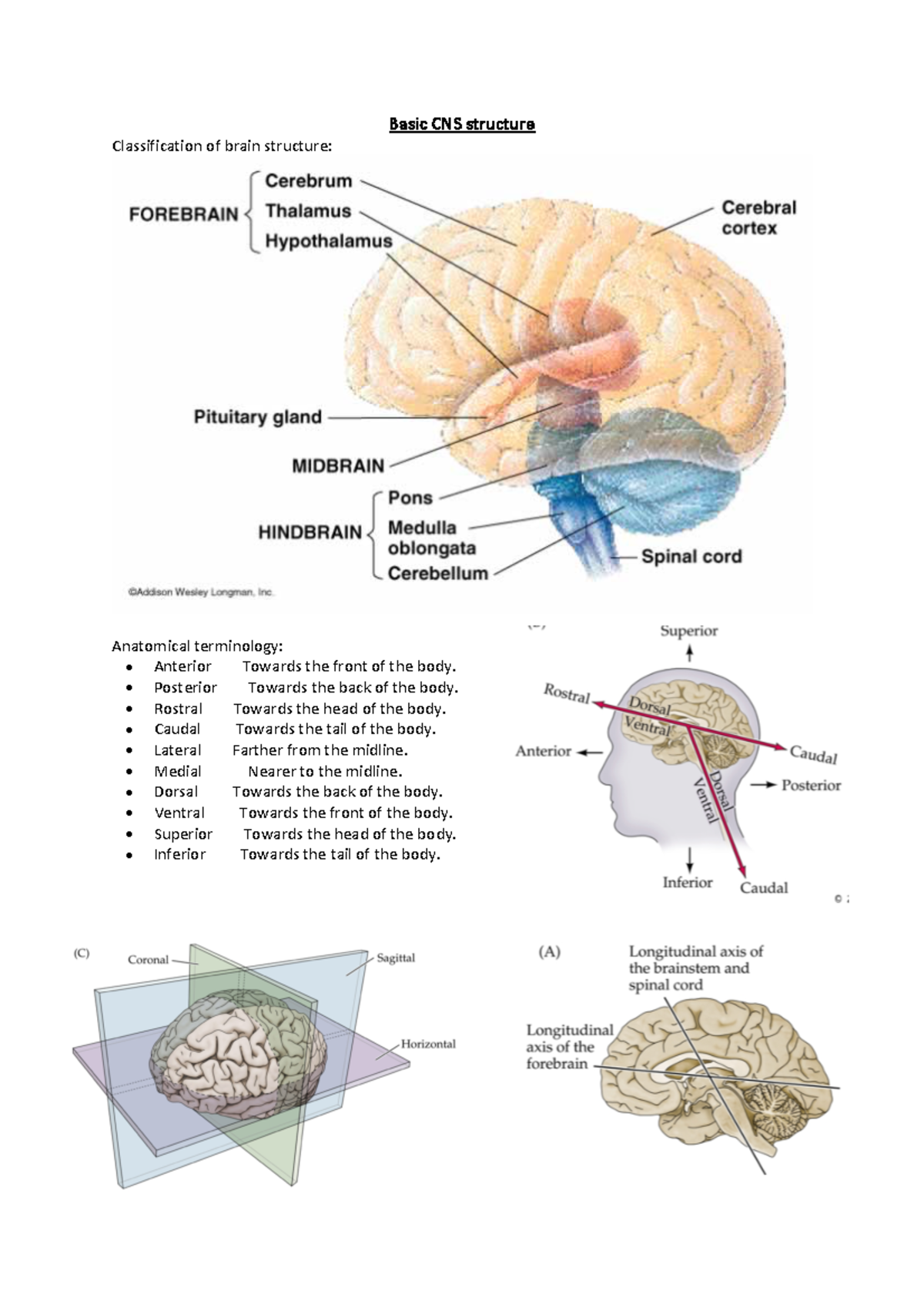 Basic CNS structure copy - Basic CNS structure Classification of brain ...