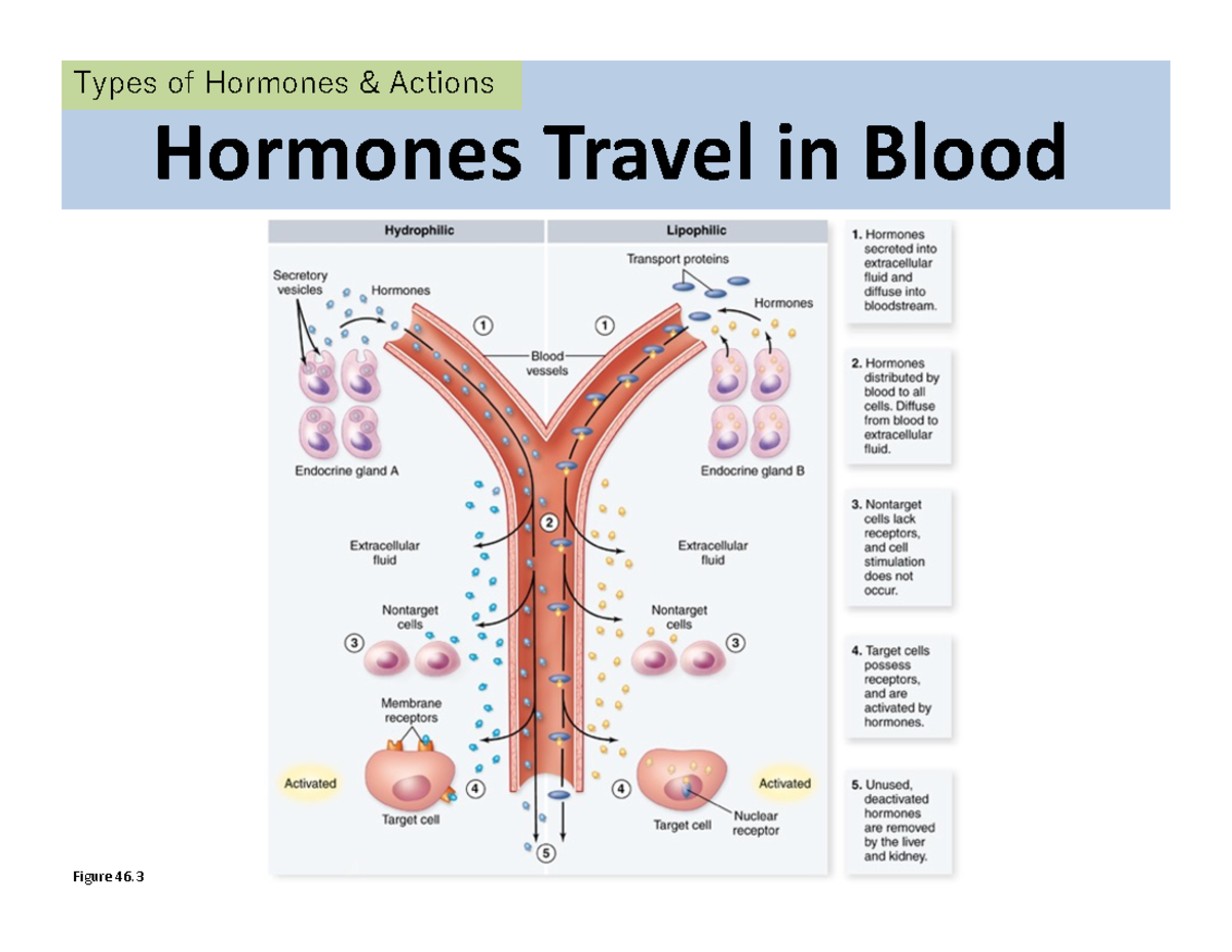 APII Endo Part 2 - Professor Tinkler’s class - Hormones Travel in Blood ...