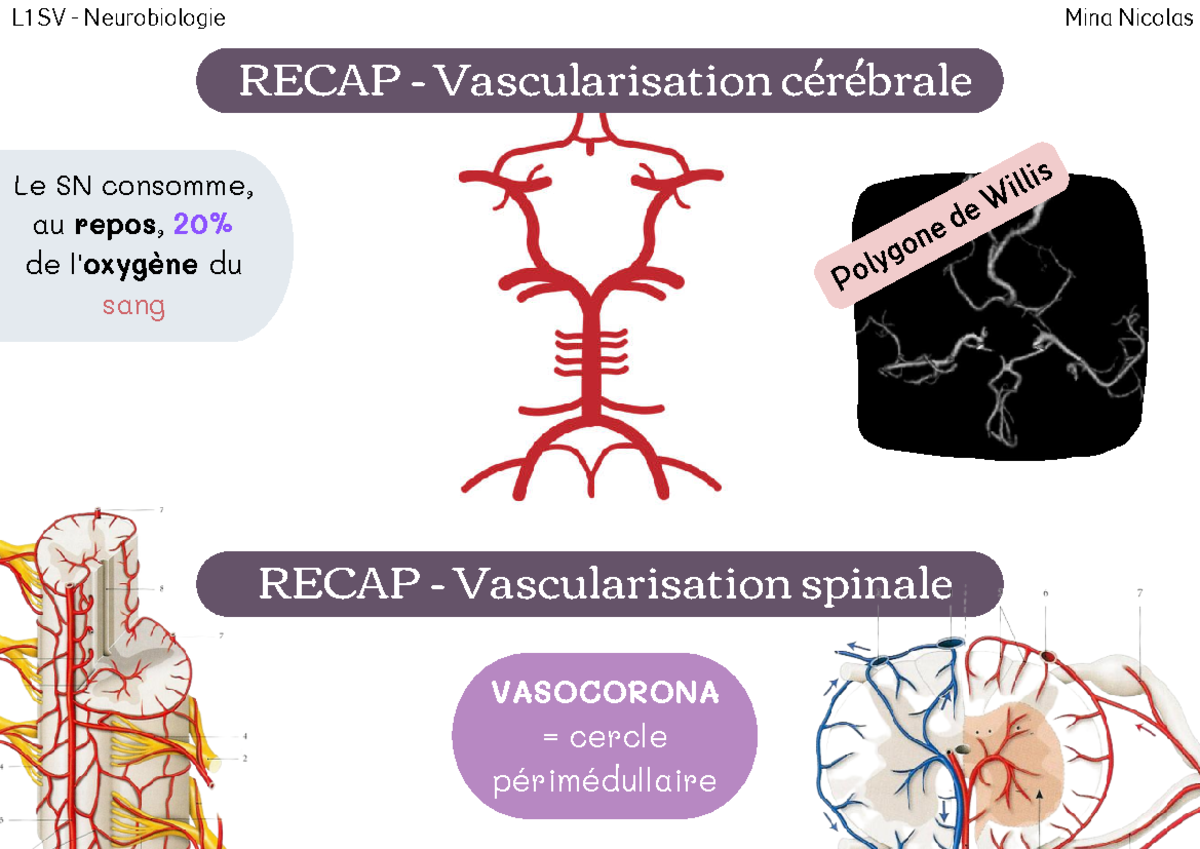 Vascularisation - Neurologie - Studocu