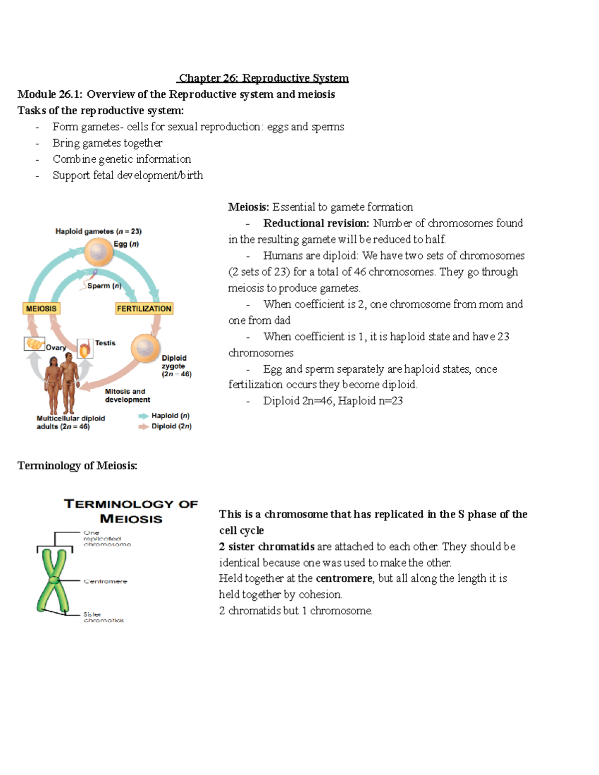 Anatomy exam 4 - LECTURE NOTES - Chapter 26: Reproductive System Module ...