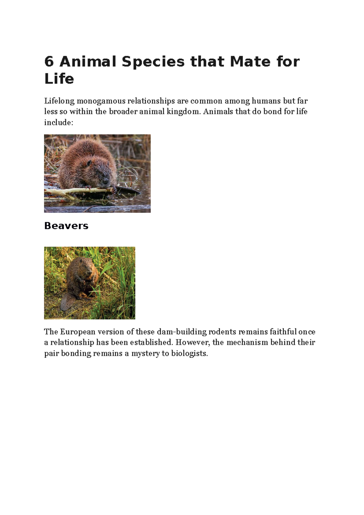 6 Animal Species that Mate for Life - 6 Animal Species that Mate for ...