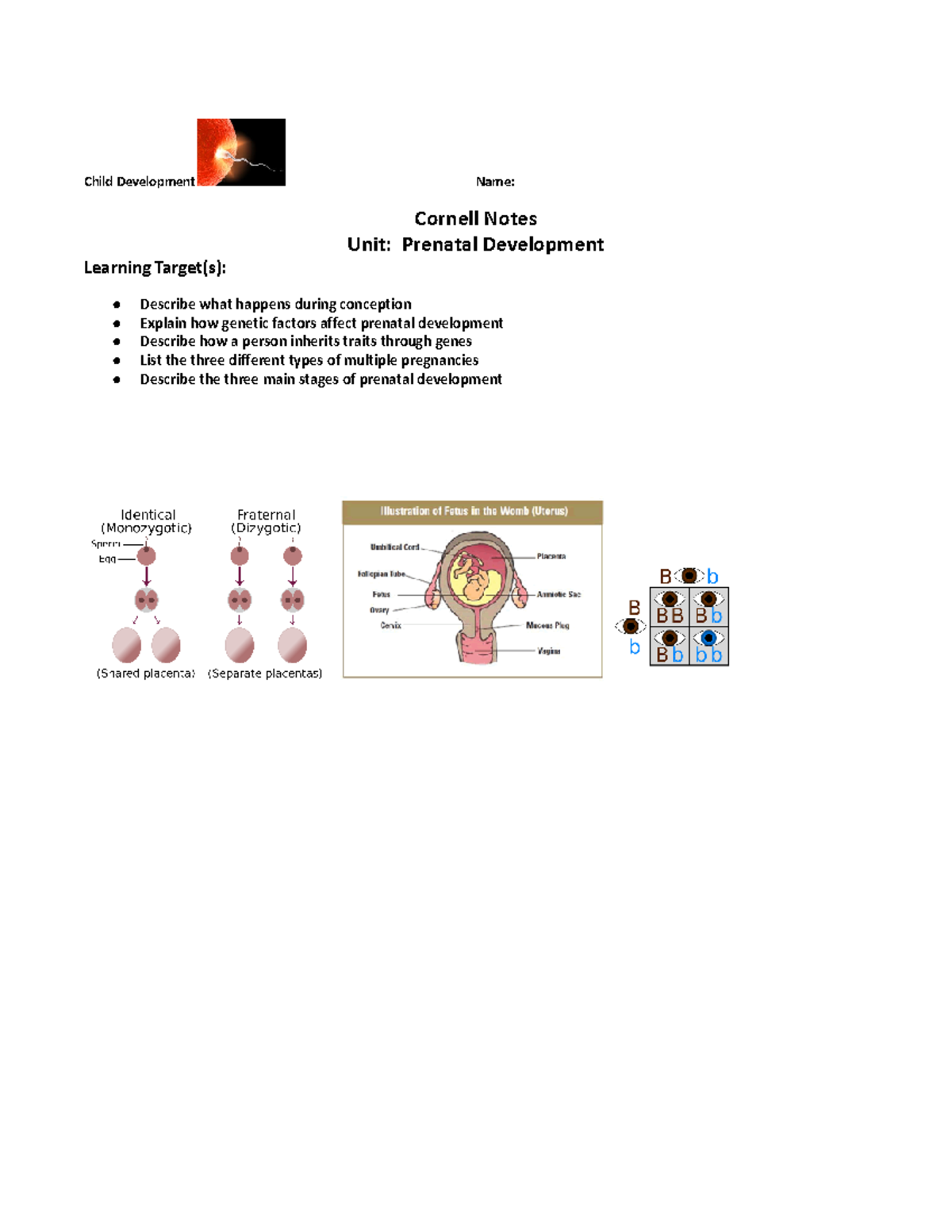 Copy of Cornell Notes CD Chapter 4 Prenatal Dev - Child Development ...