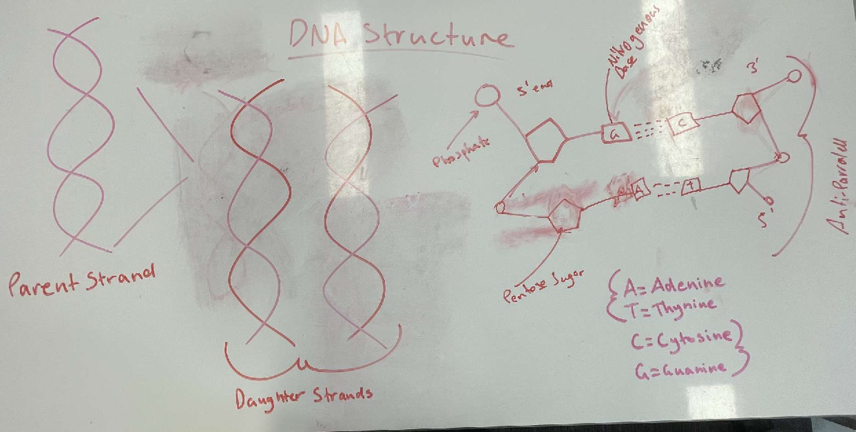 DNA Structure Diagrams - DNA Structure Dave s'end 3' c Pro-phate a 5 ...