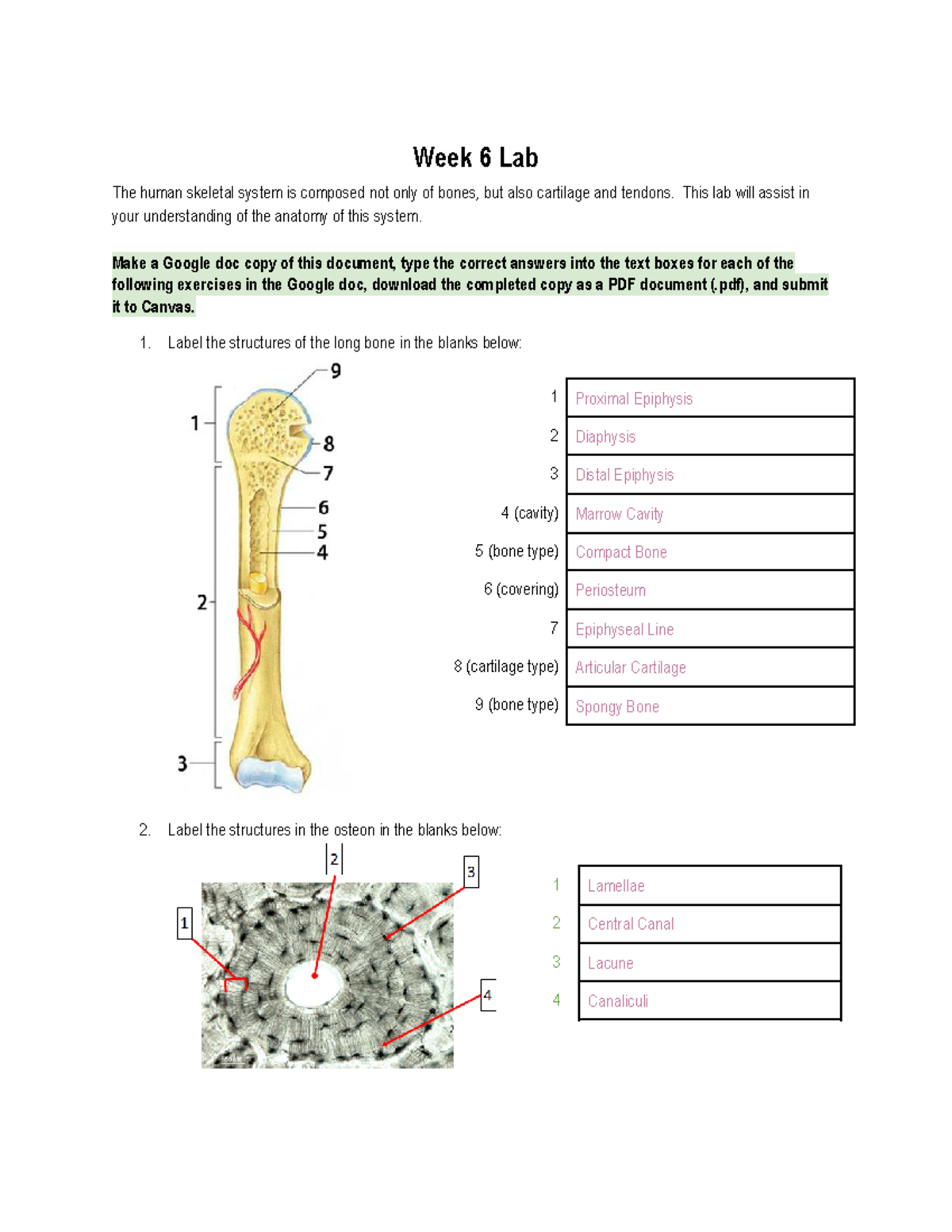 Copy of Copy of BIO 145 Week 7 Lab - Week 6 Lab The human skeletal ...