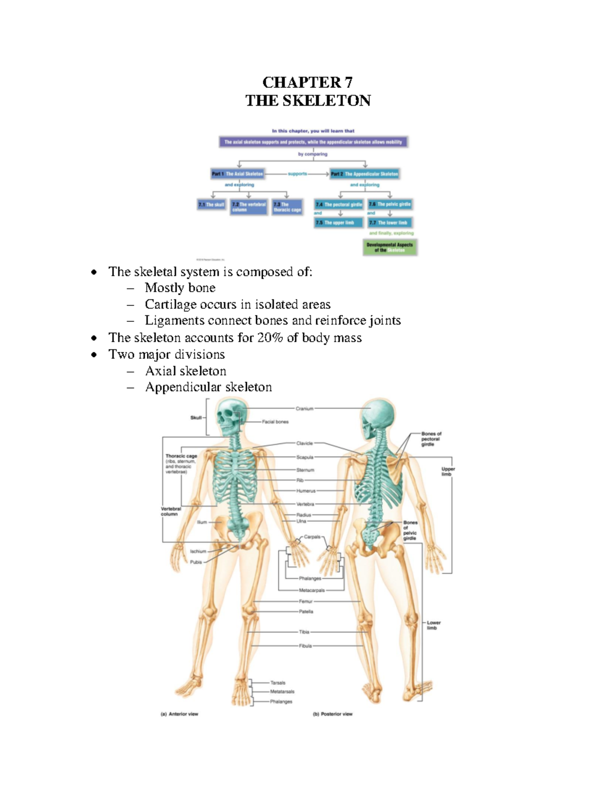 Chapter 7 - Skeleton Lecture Notes - CHAPTER 7 THE SKELETON The ...