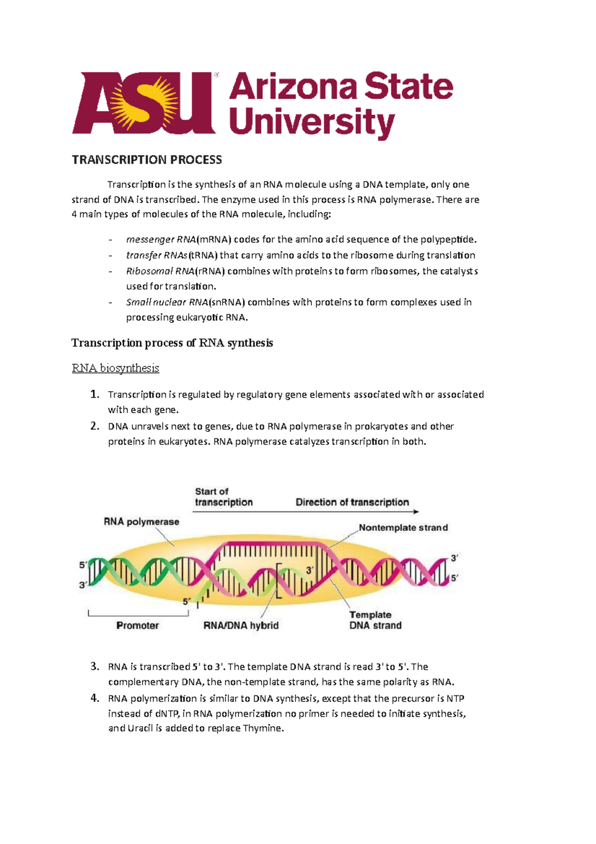 Biology Transcription Process - TRANSCRIPTION PROCESS Transcription is ...
