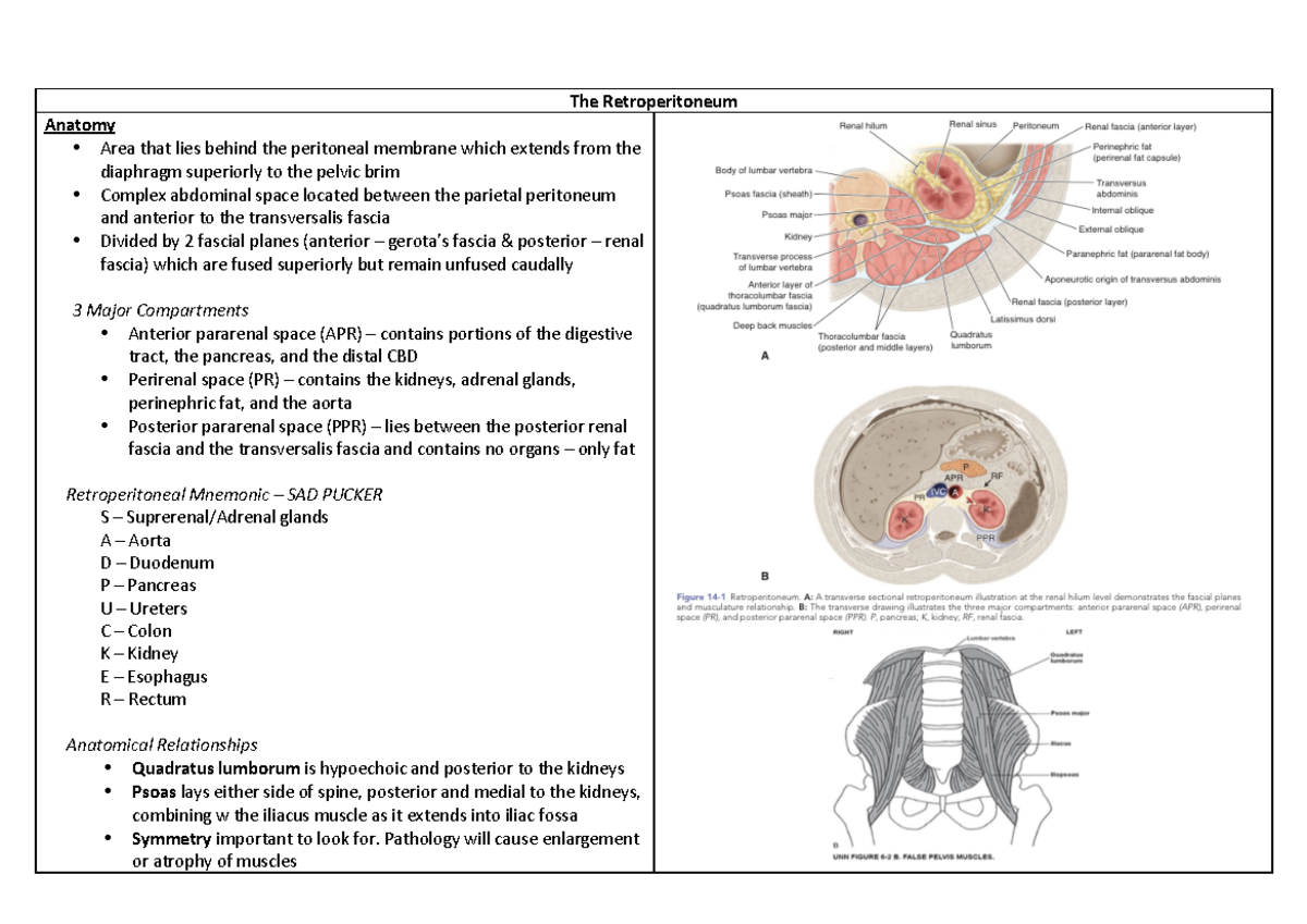 MEDS12002 - 12 - Retroperitoneum - The Retroperitoneum Anatomy Area ...