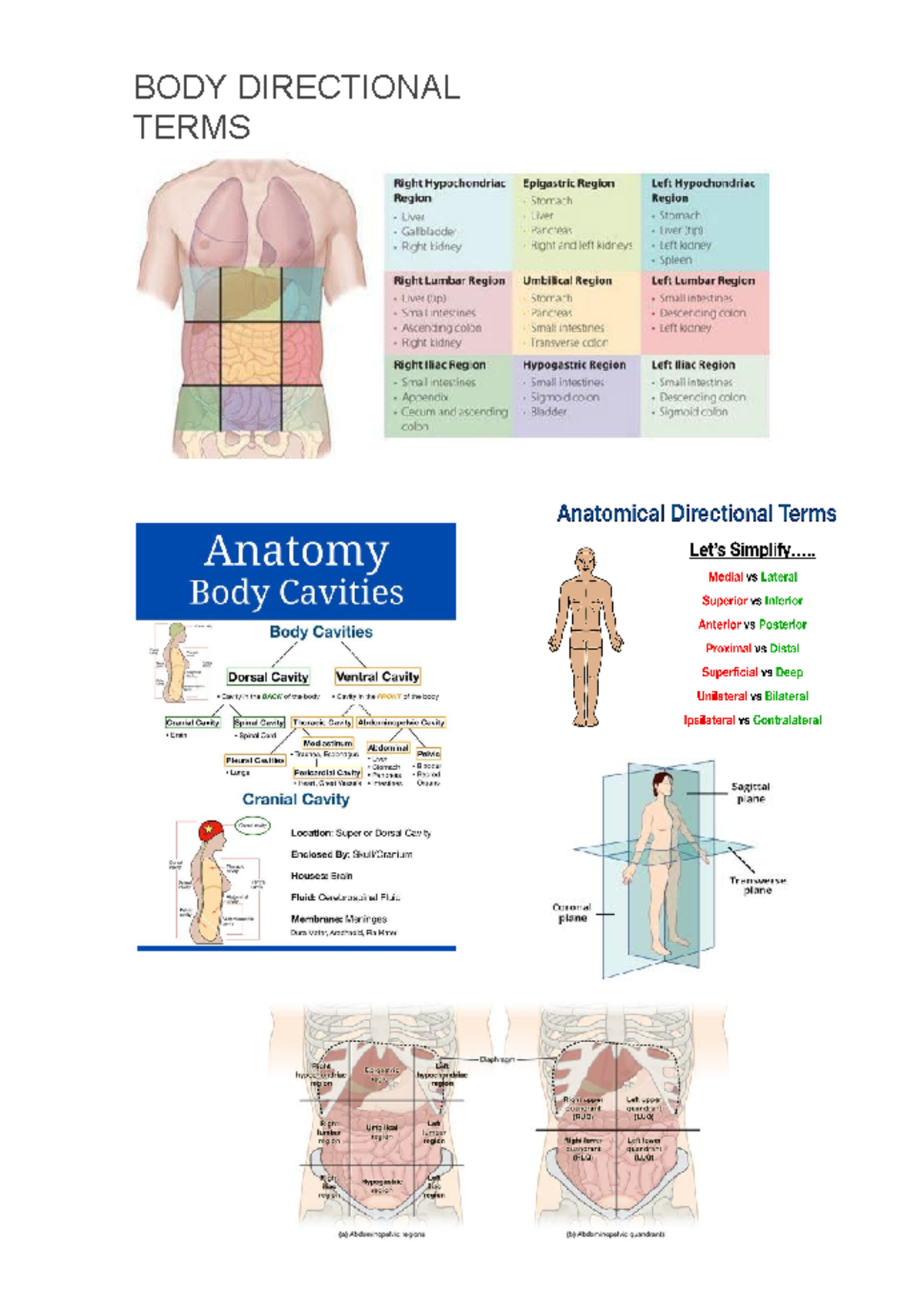 Anaphy Diagrams - NOT AFFILIATED - BODY DIRECTIONAL TERMS Right ...