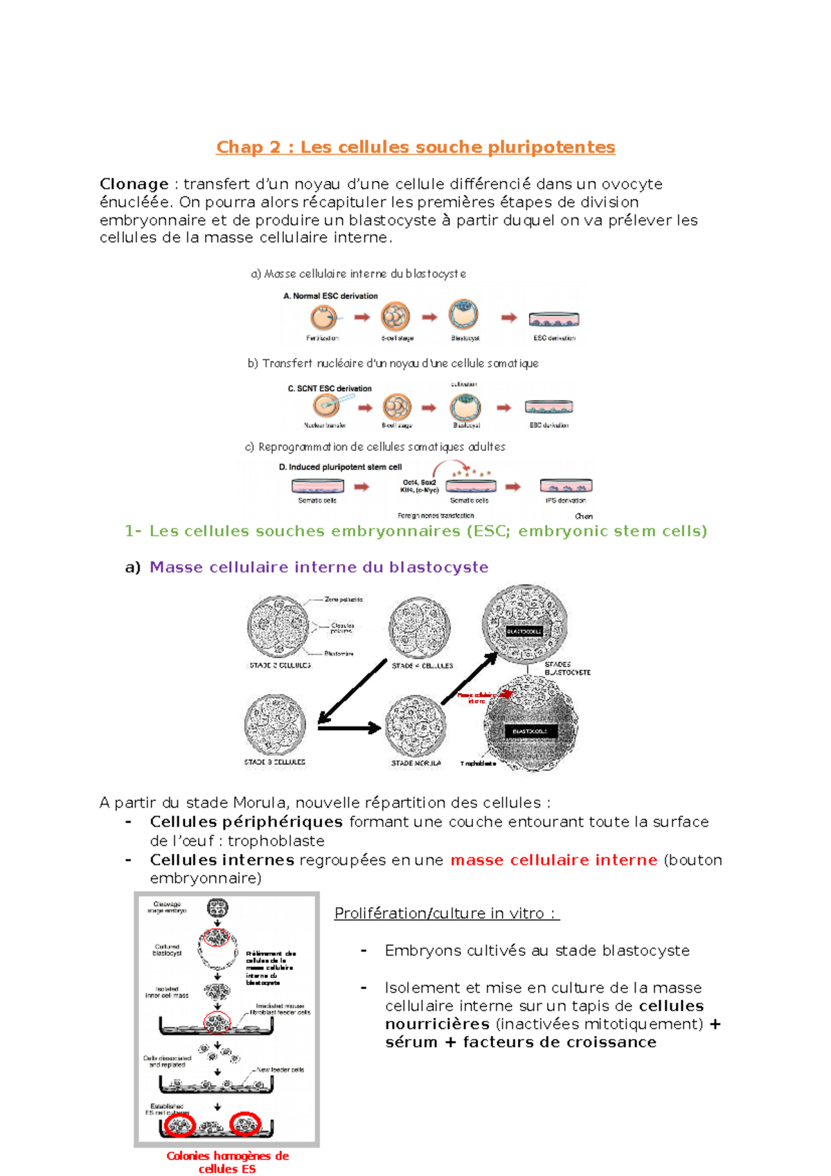 Cellule souche p2 - cours - Différenciation et physiologie des cellules ...