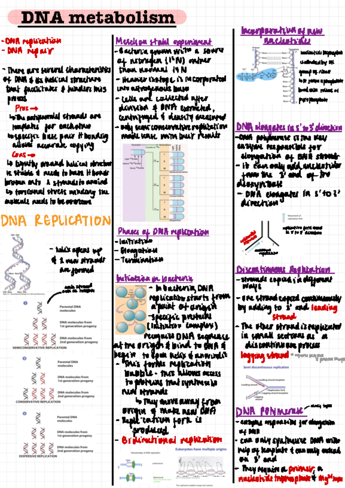 7. DNA Metabolism - Lecture notes - DNA metabolism Incorporation ofnew ...