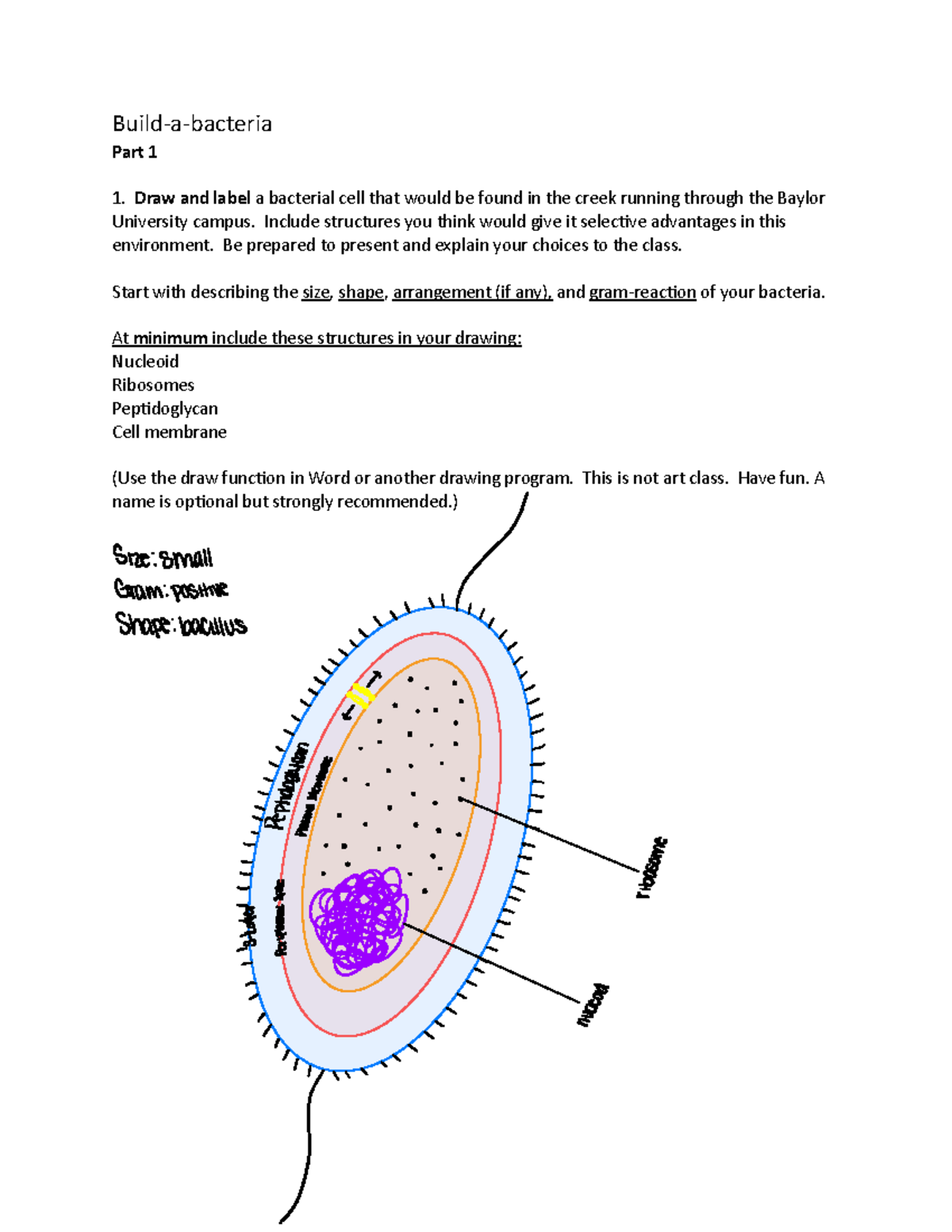 Build A Bacteria - Build-a-bacteria Part 1 Draw and label a bacterial ...