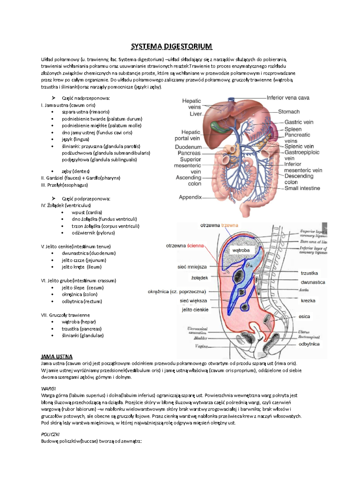 Systema Digestorium - notatki na kolokwium - SYSTEMA DIGESTORIUM Układ ...