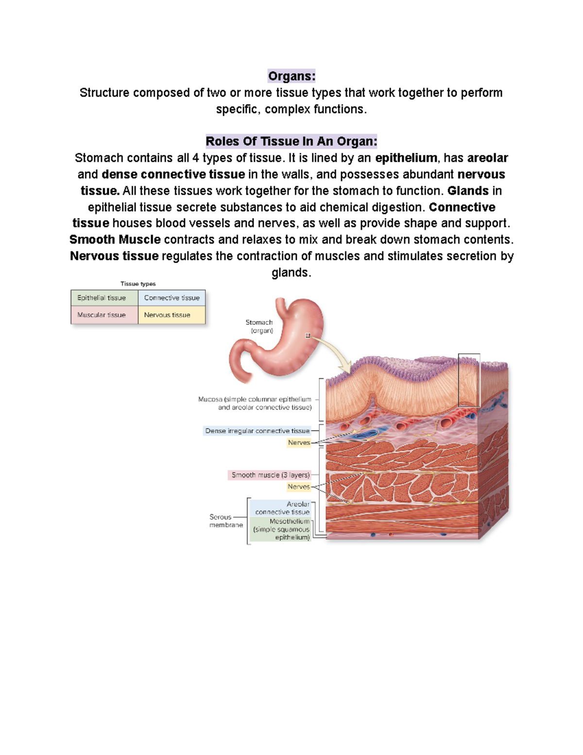Integration of Tissues in Organs and Body Membranes - Organs: Structure ...