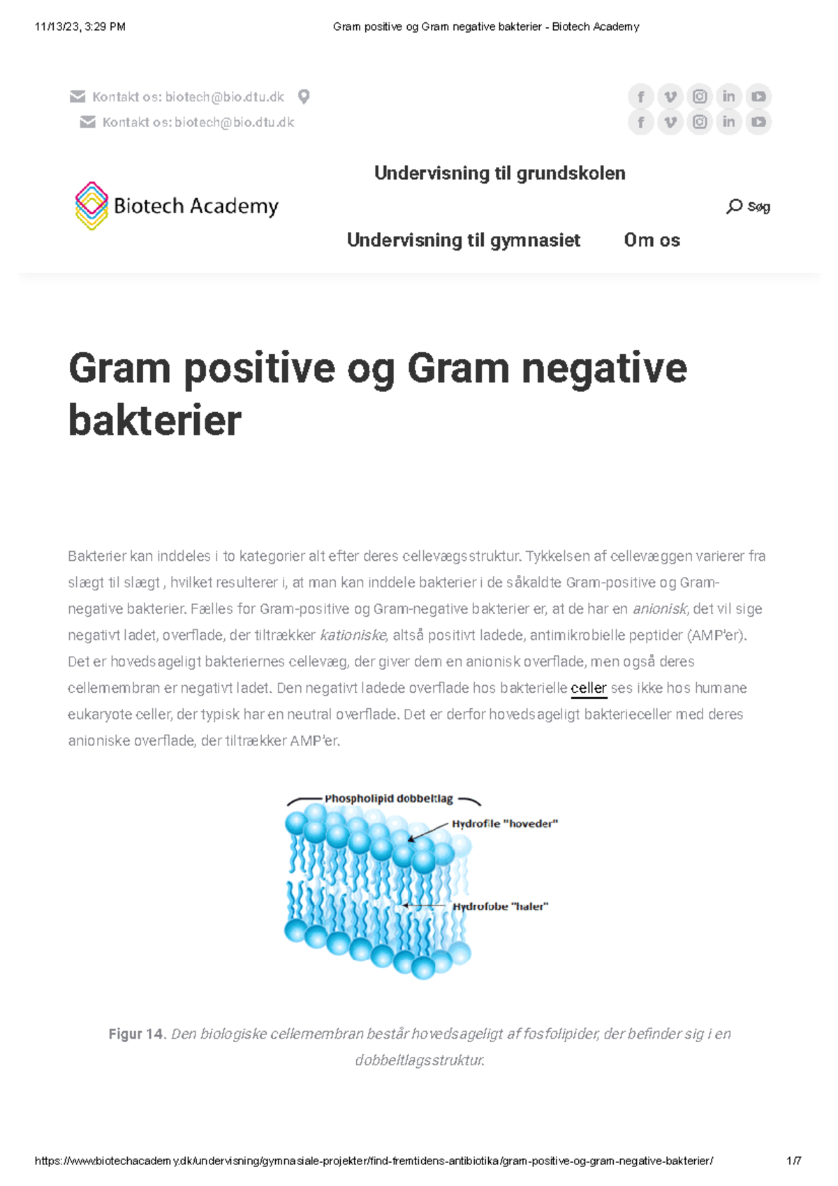 Gram positive og Gram negative bakterier - Biotech Academy - Gram ...