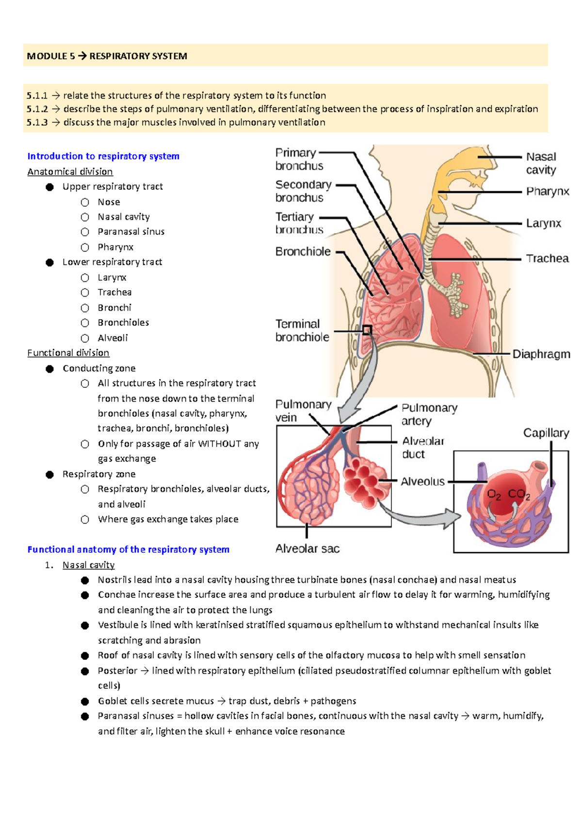 respiratory system - MODULE 5 → RESPIRATORY SYSTEM 5.1 → relate the structures of the ...