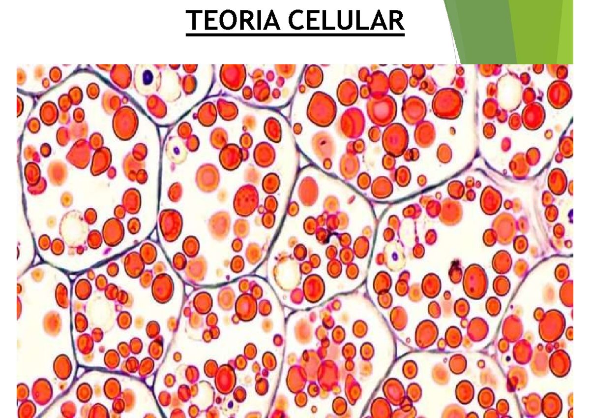 Biologia Celular 10º - fggff - TEORIA CELULAR ANTECEDENTES DE LA TEORIA ...