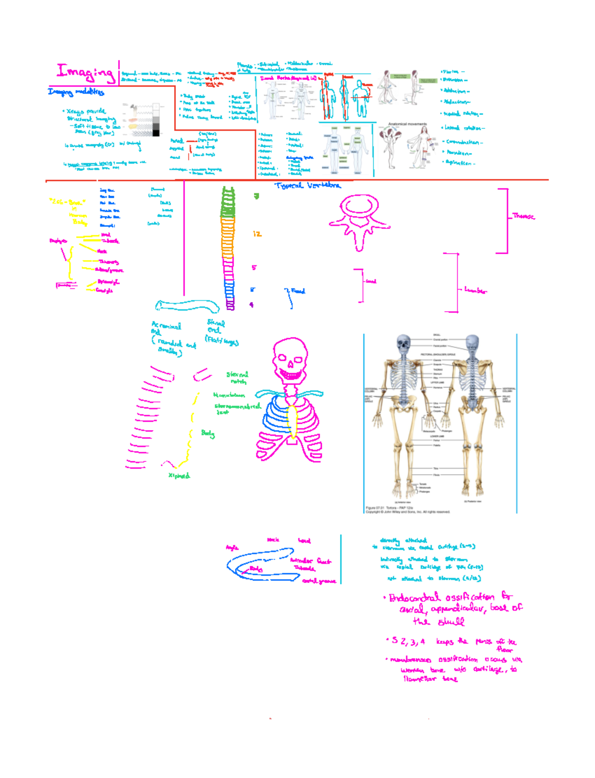 MSK Condensed - Notes - medicalterminology planes su ae.middwiaeear ...