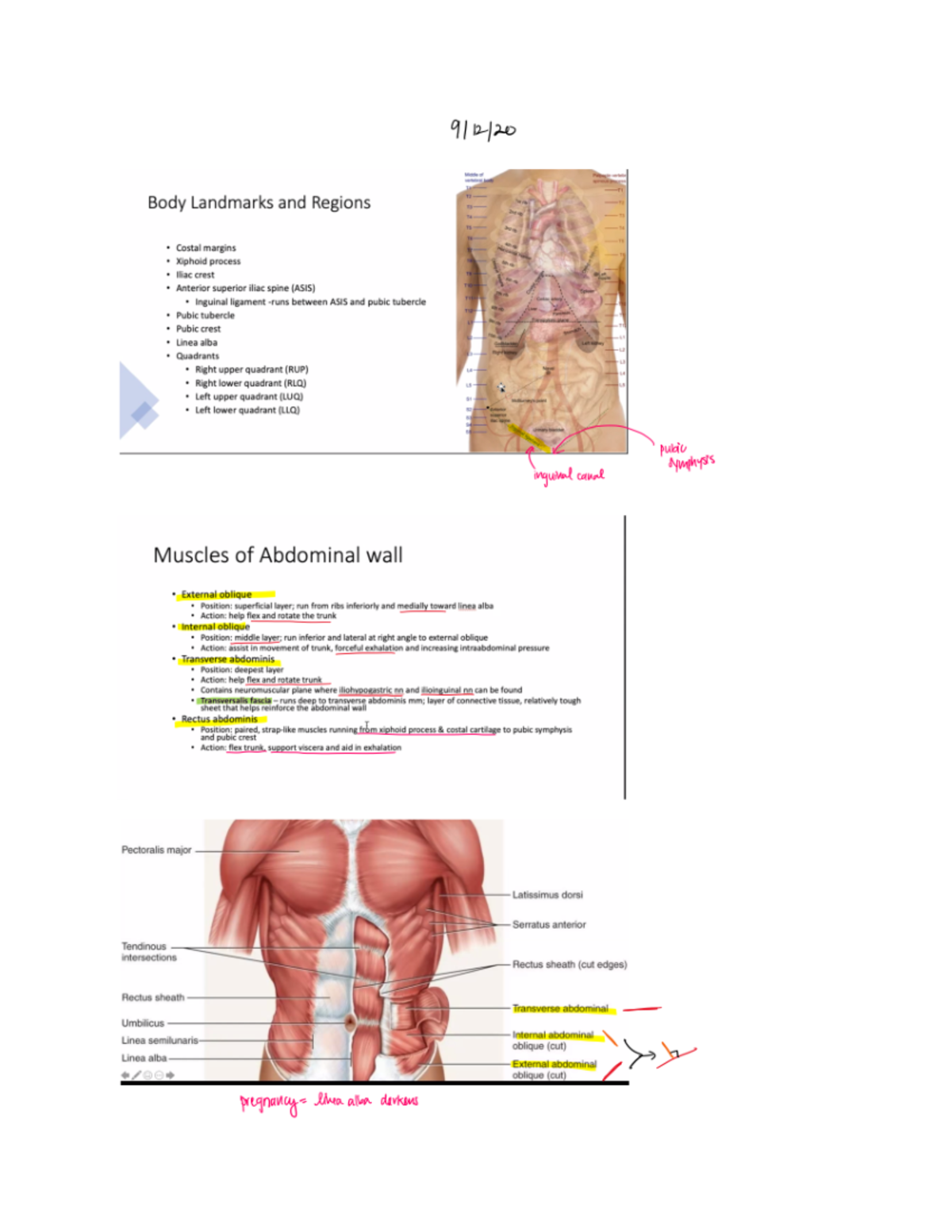 Full Anatomy Course Review- All topics - NURSB 335 - Studocu