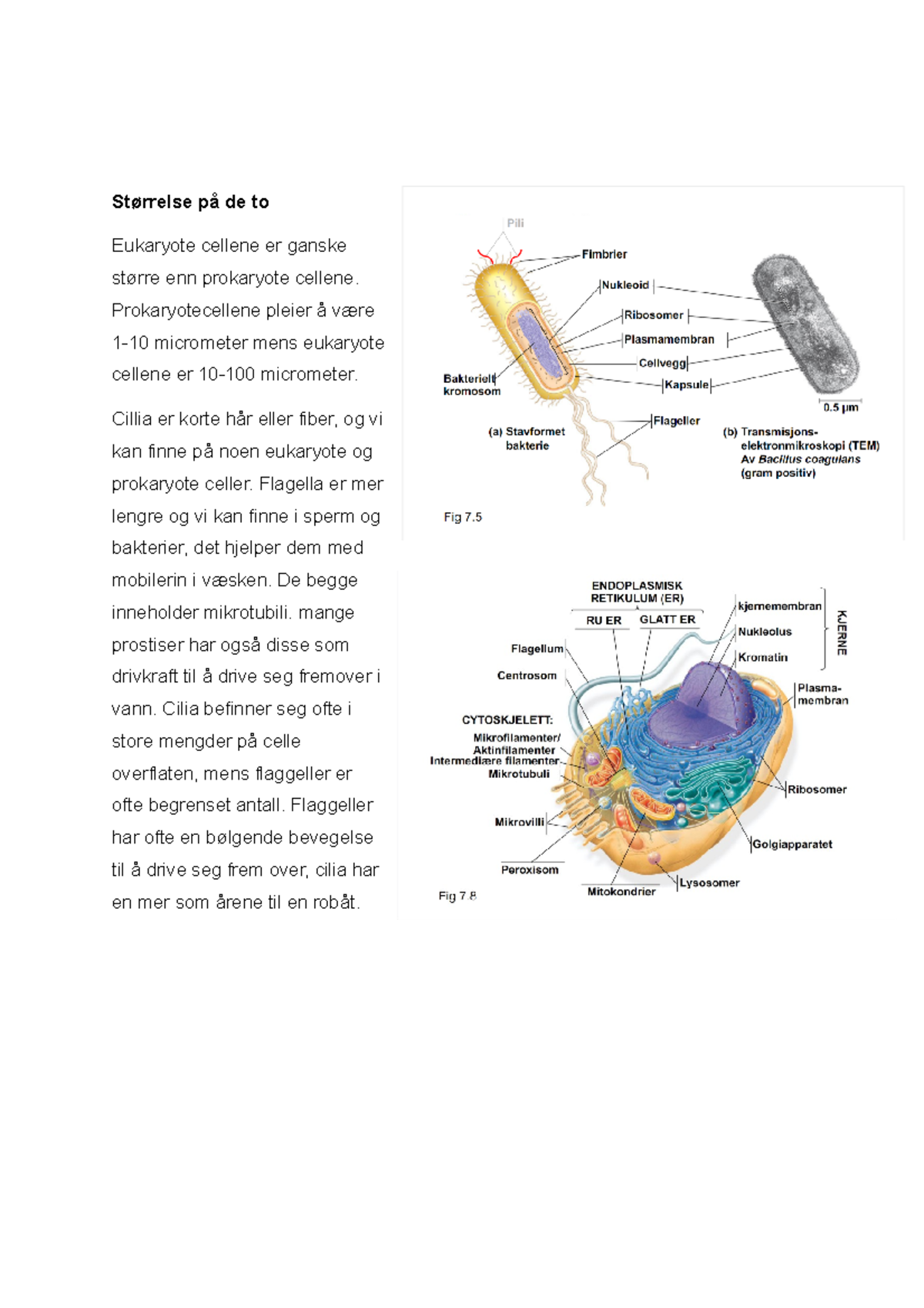 Kap 7 læringsmål svar - pkkp - Størrelse på de to Eukaryote cellene er ...