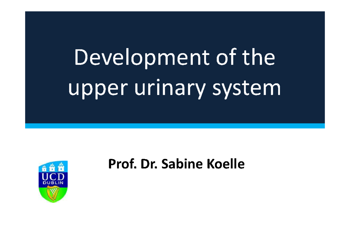 Embryology kidney urinary system - Development of the upper urinary ...