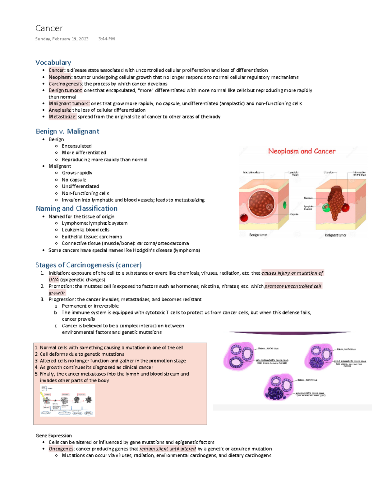 Cancer - Vocabulary Cancer: a disease state associated with ...