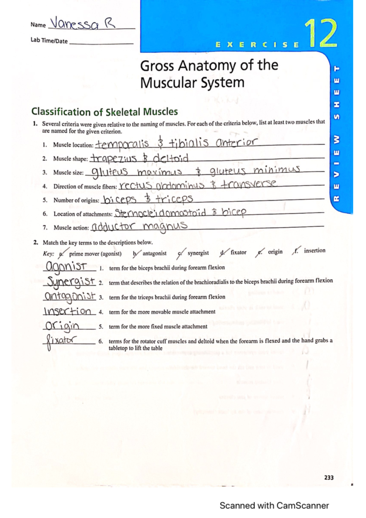 Muscular - Several criteria were given relative to the naming of ...