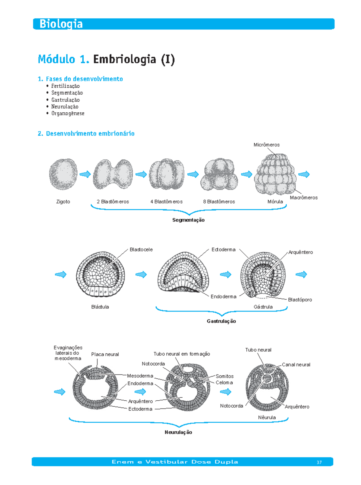 Biologia 2 - Principais Pontos do Conteúdo - Módulo 1. Embriologia (I ...