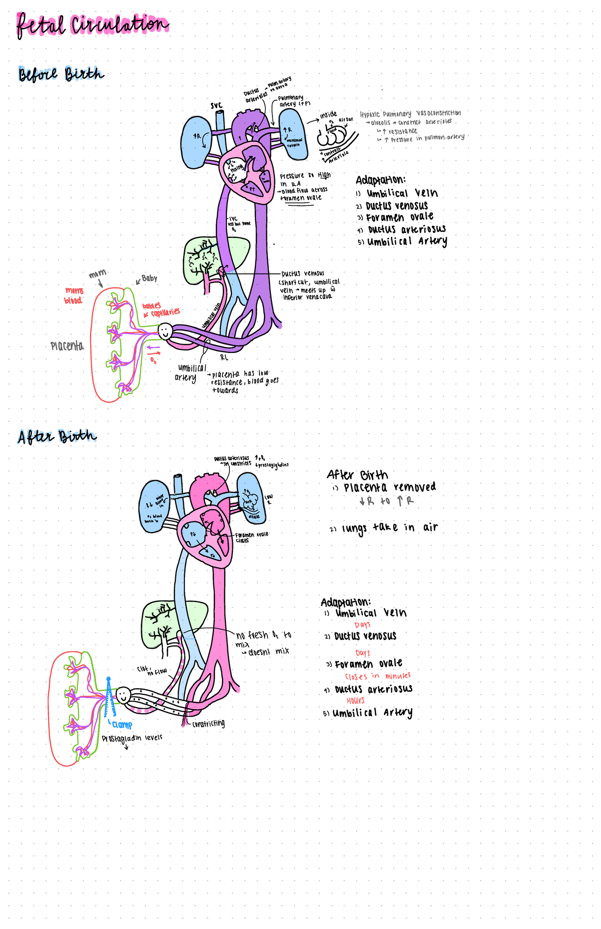 Fetal Circulation - ####### Before Birth ☐nuns - ¥om÷¥ ' . arteriosus ...