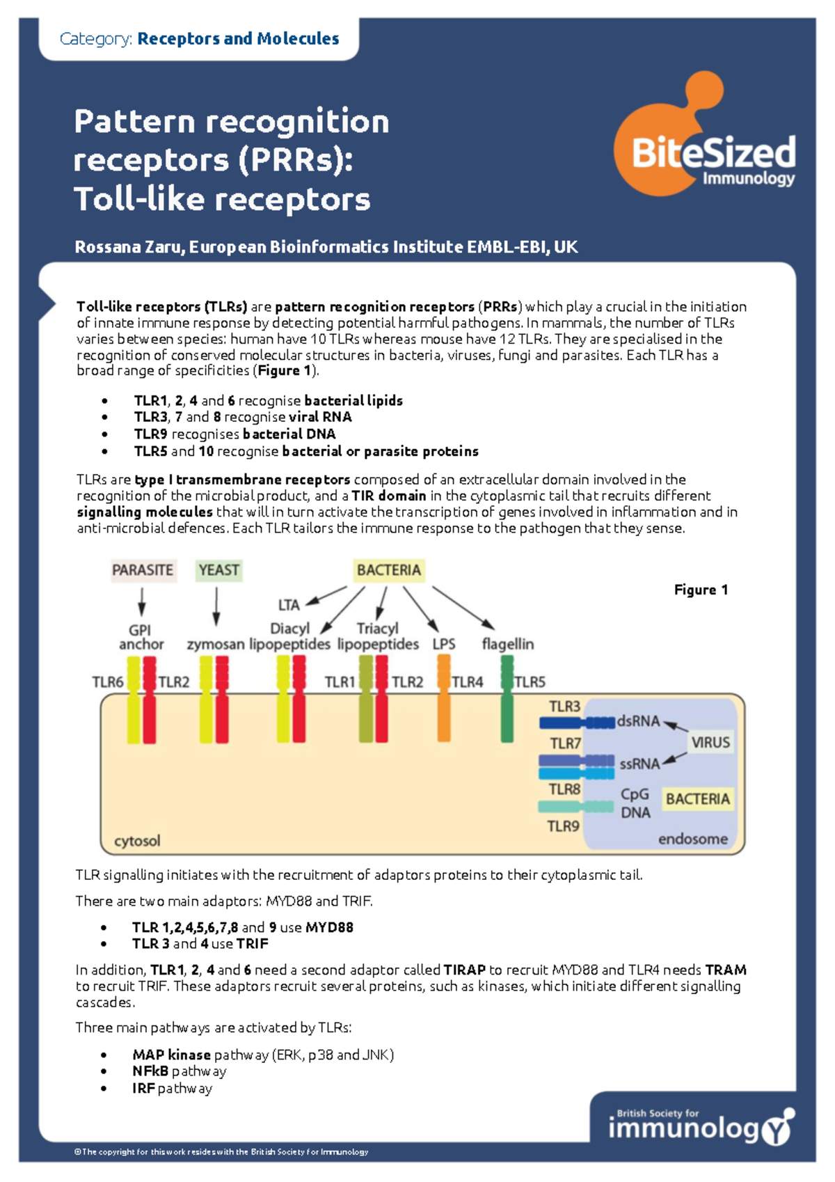Pattern recognition receptors - Toll like receptors - Melissa Bedard ...