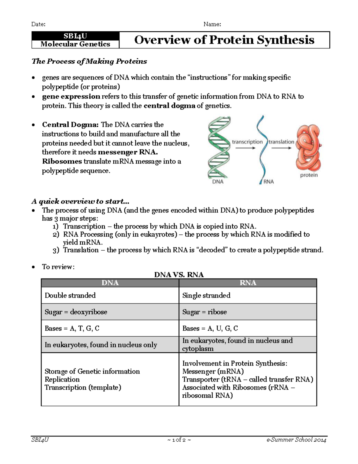 1b - Overview of Protein Synthesis - Date: Name: SBI4U ~ 1 of 2 ~ e ...