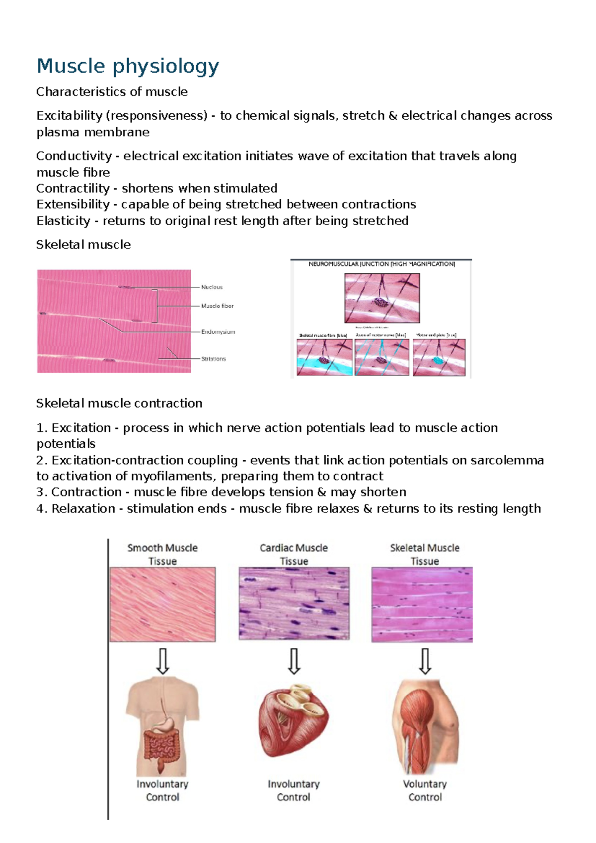 Anatomy overview - Muscle physiology Characteristics of muscle ...
