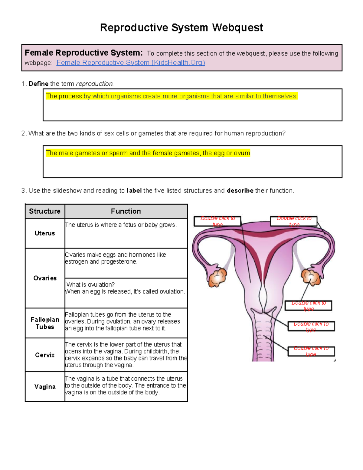 Reproductive System Webquest - Reproductive System Webquest Female ...