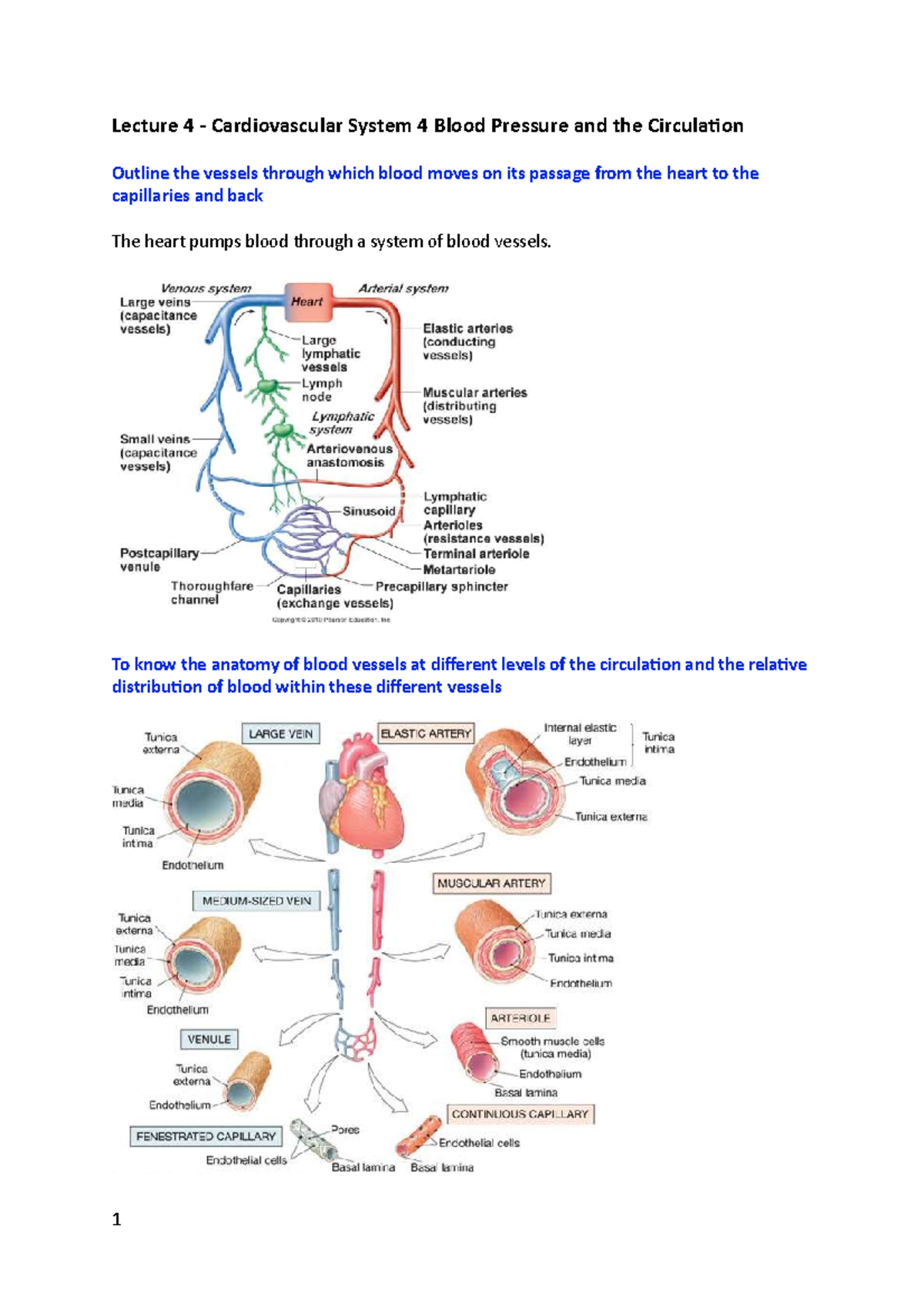 Lecture 4 - Blood Pressure and the Circulation - Lecture 4 ...
