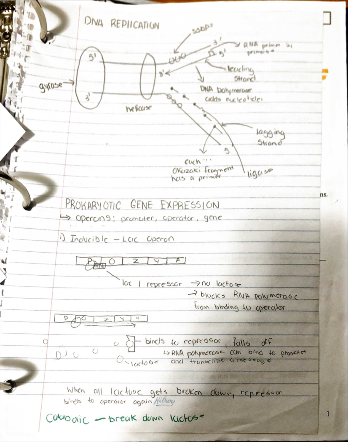 DNA notes - Notés - ESL1200 - Studocu