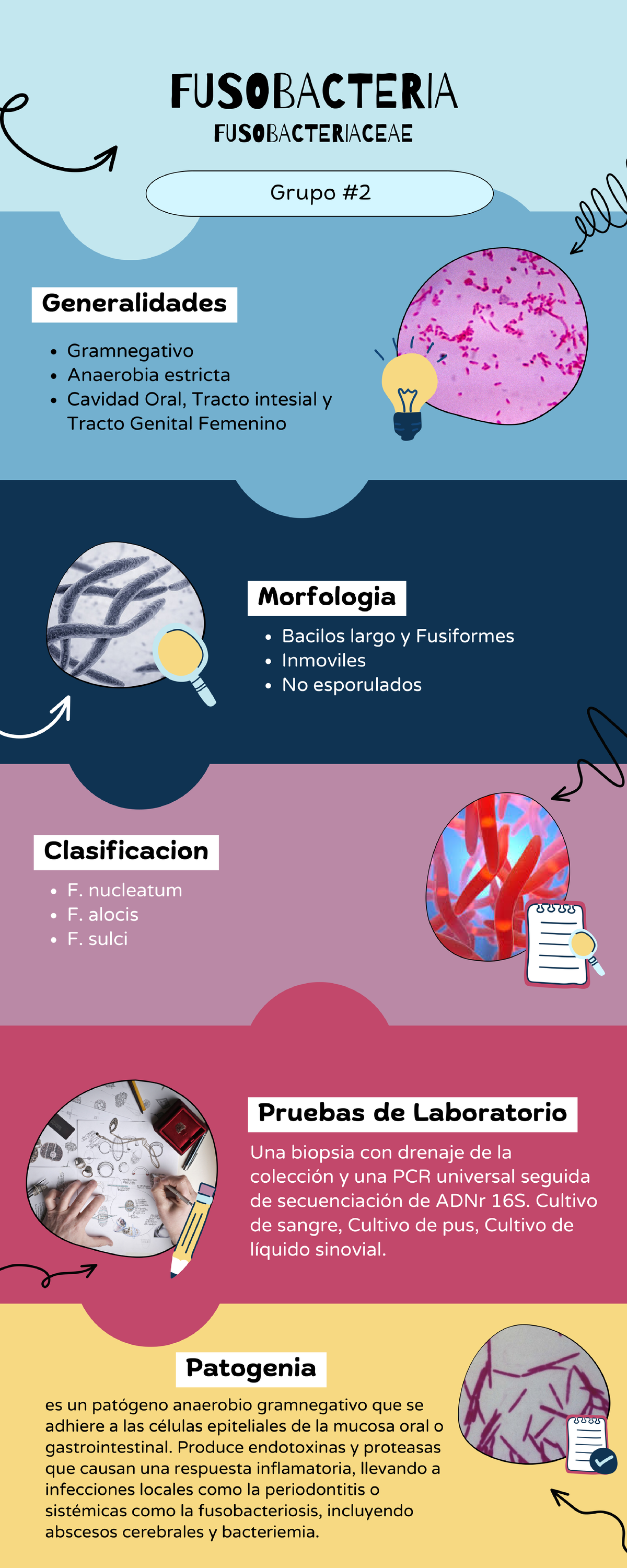 Infografía de Proceso Rompecabezas Sencillo Colorido - FUSOBACTERIA ...