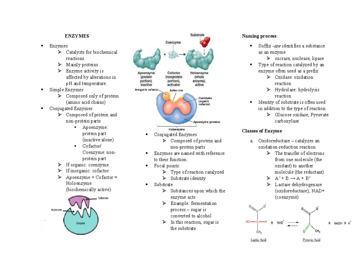 Biochem- Transes - ENZYMES Enzymes Catalysts for biochemical reactions ...