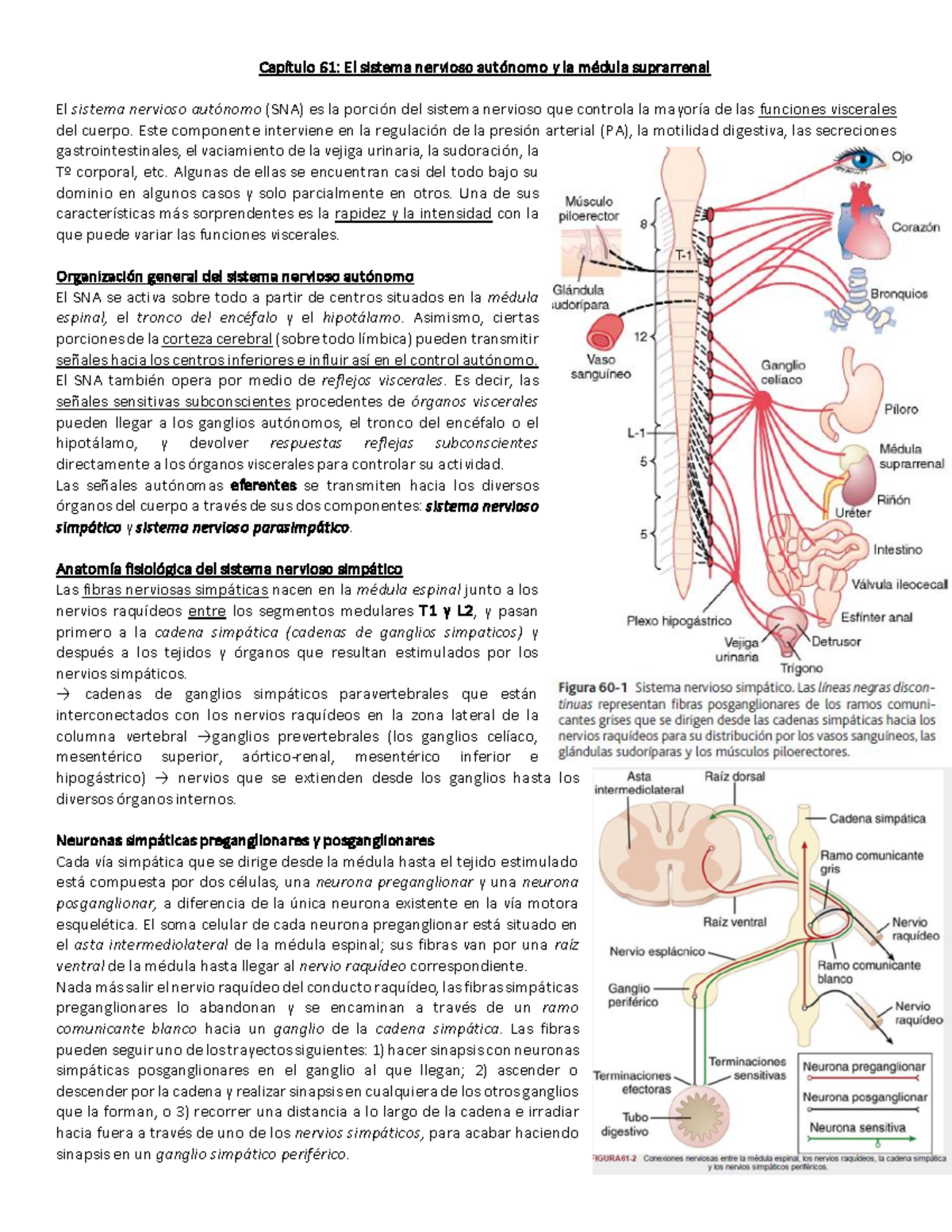 Capítulo 61 guyton - El sistema nervioso autónomo y la medula suprarrenal - Capítulo 61 : El ...