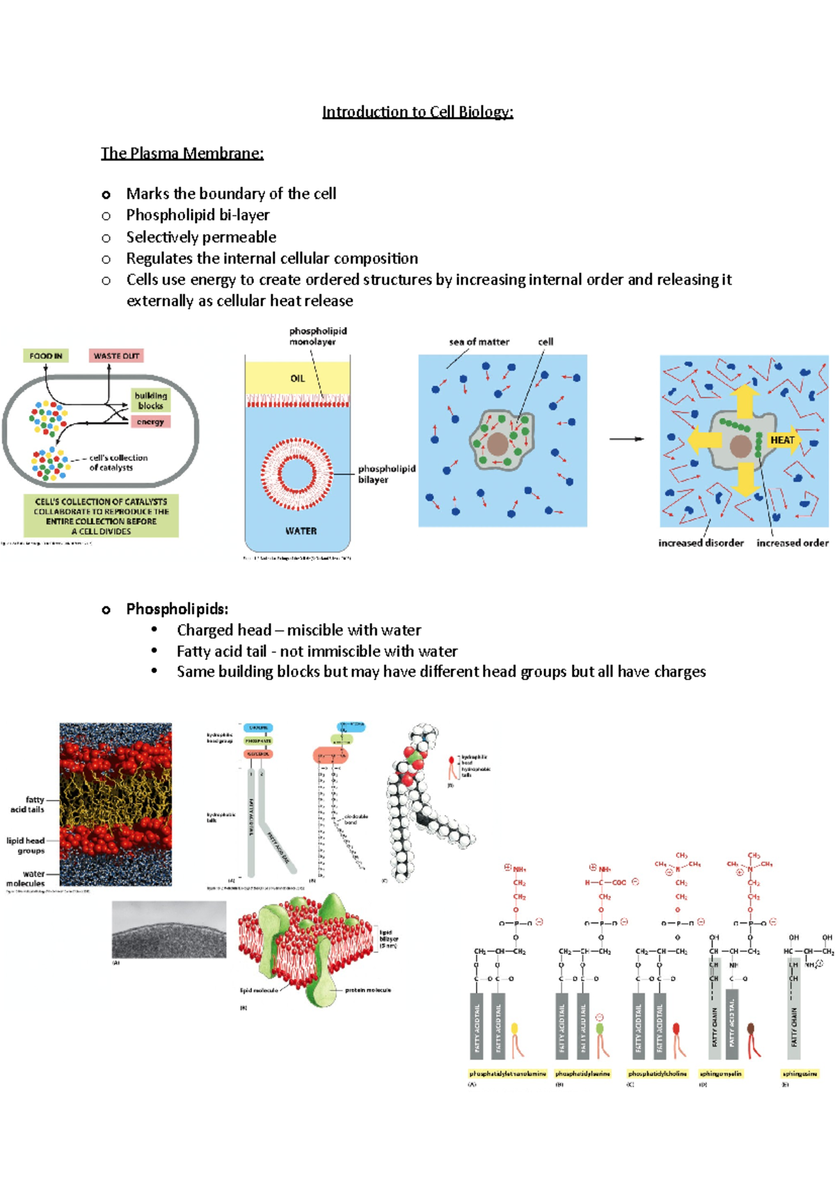 Introduction to Cell Biology - Channel proteins either always open or ...